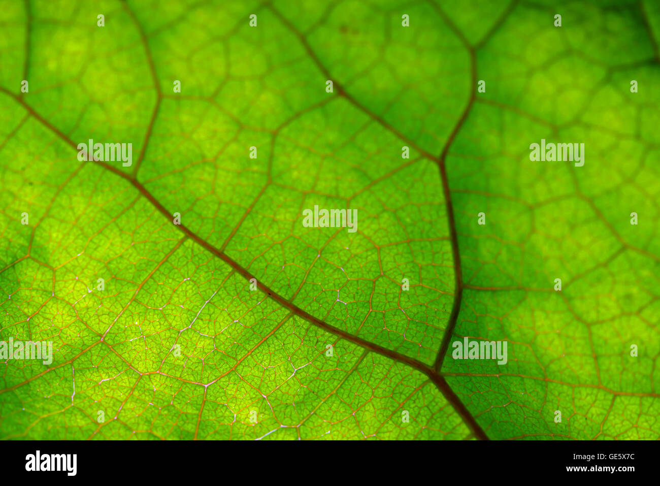 Microscopic view leaf hi-res stock photography and images - Alamy