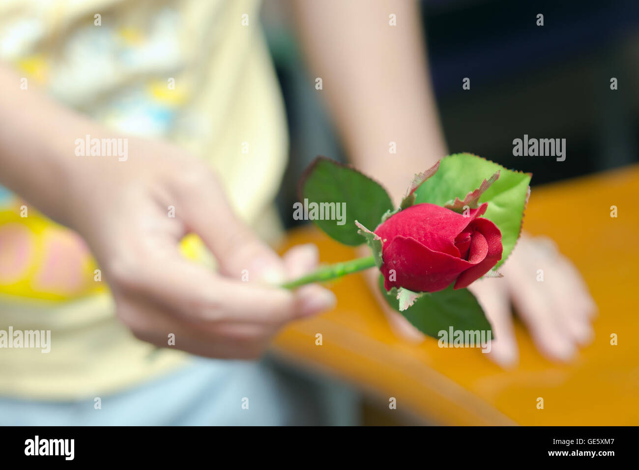 Red rose in a girl’s hand in preparation for Valentine’s day Stock ...