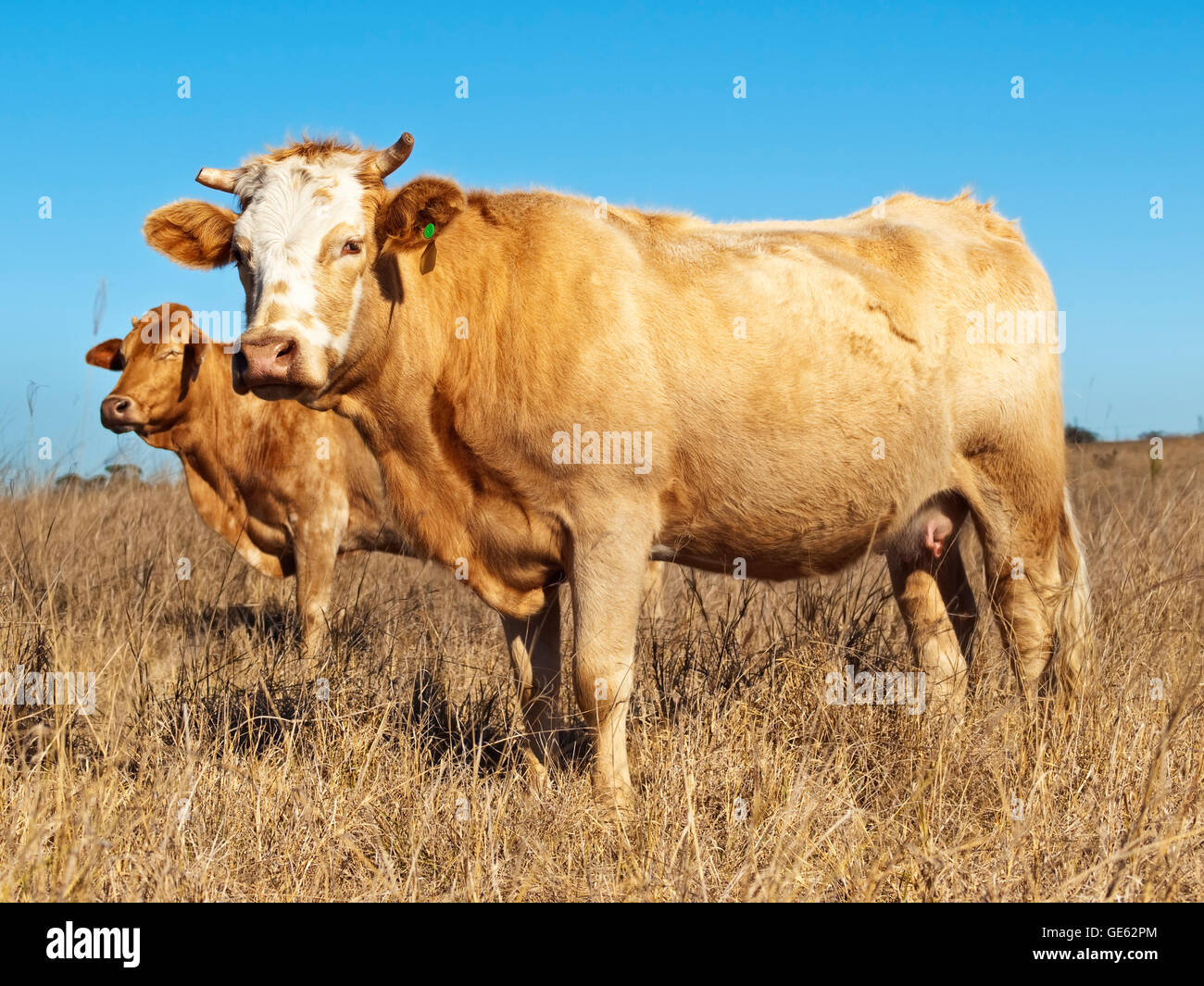 Australian beef cattle in dry winter pasture with blue sky Stock Photo ...
