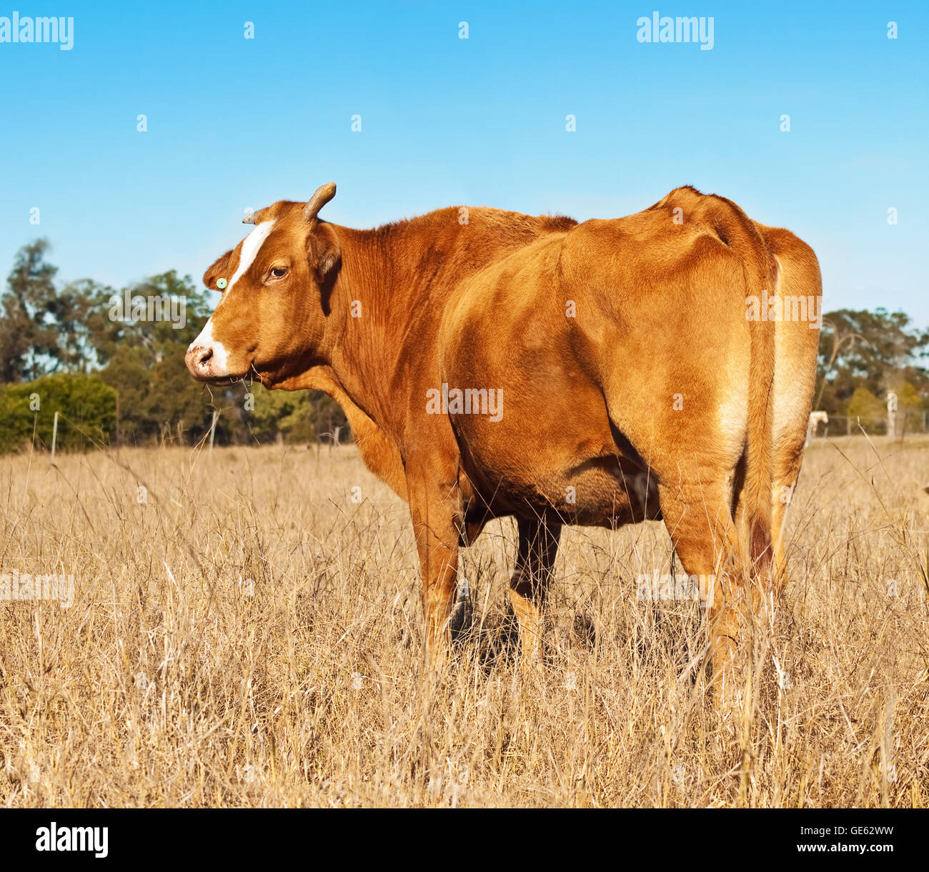 Cow paddock hi-res stock photography and images - Alamy