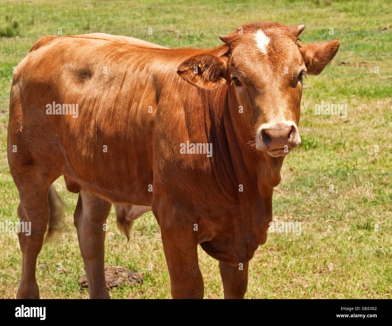 Red angus cross cow hi-res stock photography and images - Alamy
