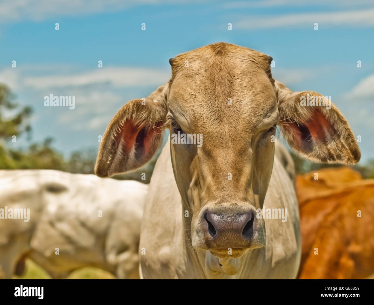 Sky charolais hi-res stock photography and images - Alamy