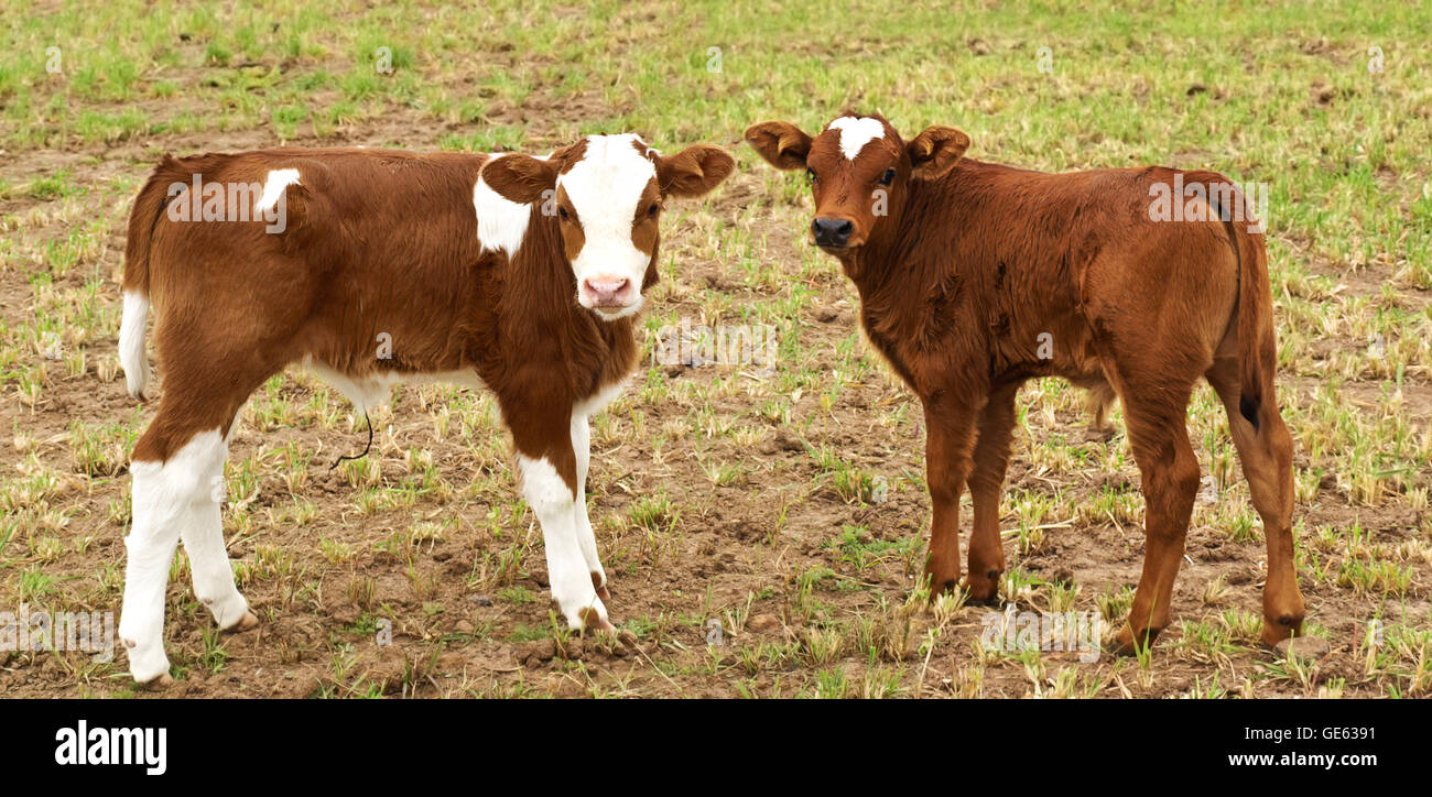 spring time new brown calfs in pasture australian born beef cattle ...