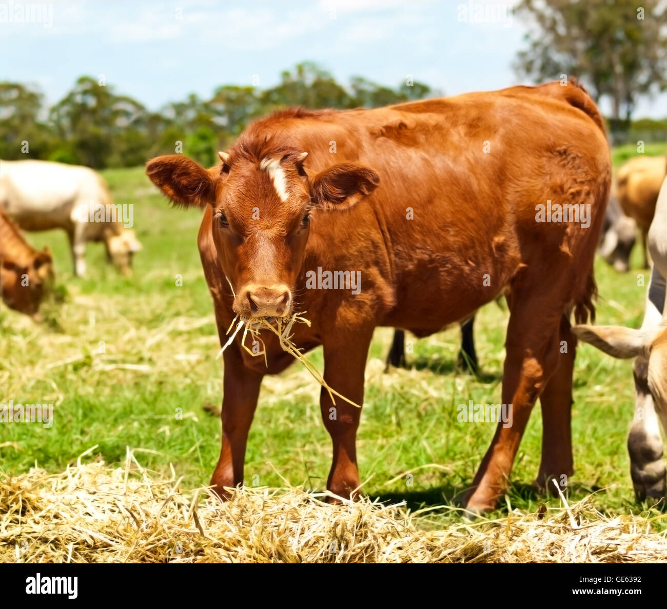 Young cow heifer hi-res stock photography and images - Alamy