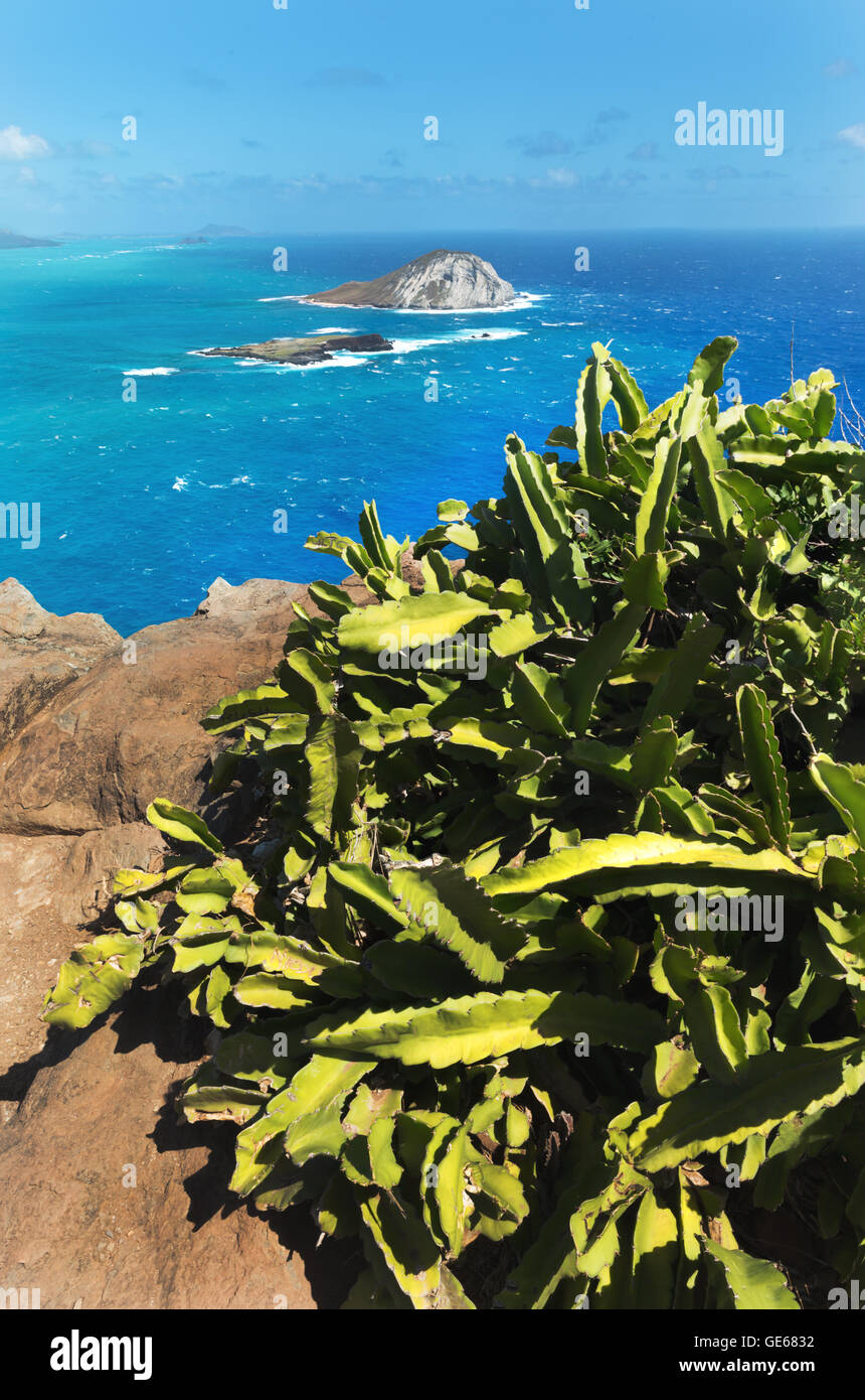 Rabbit island hi-res stock photography and images - Alamy