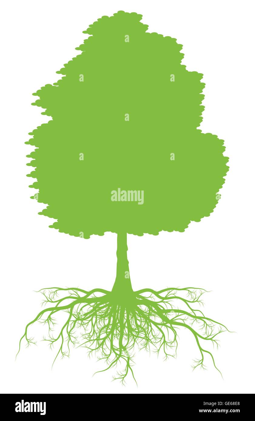 Complete plant roots Stock Vector Images - Alamy
