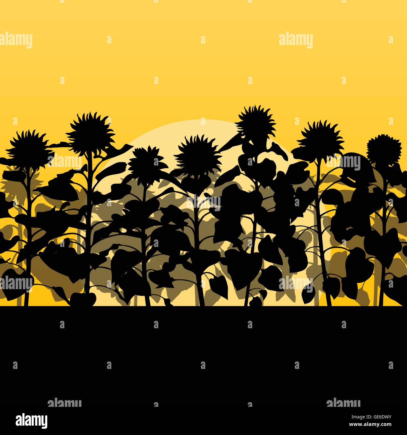 Pretty sunflower field Stock Vector Images - Alamy