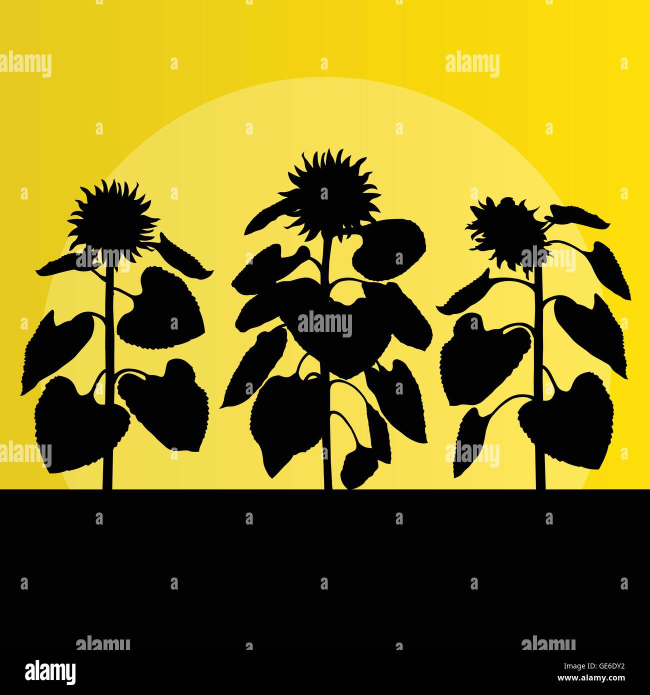 Sunflower field landscape vector background concept for poster Stock ...