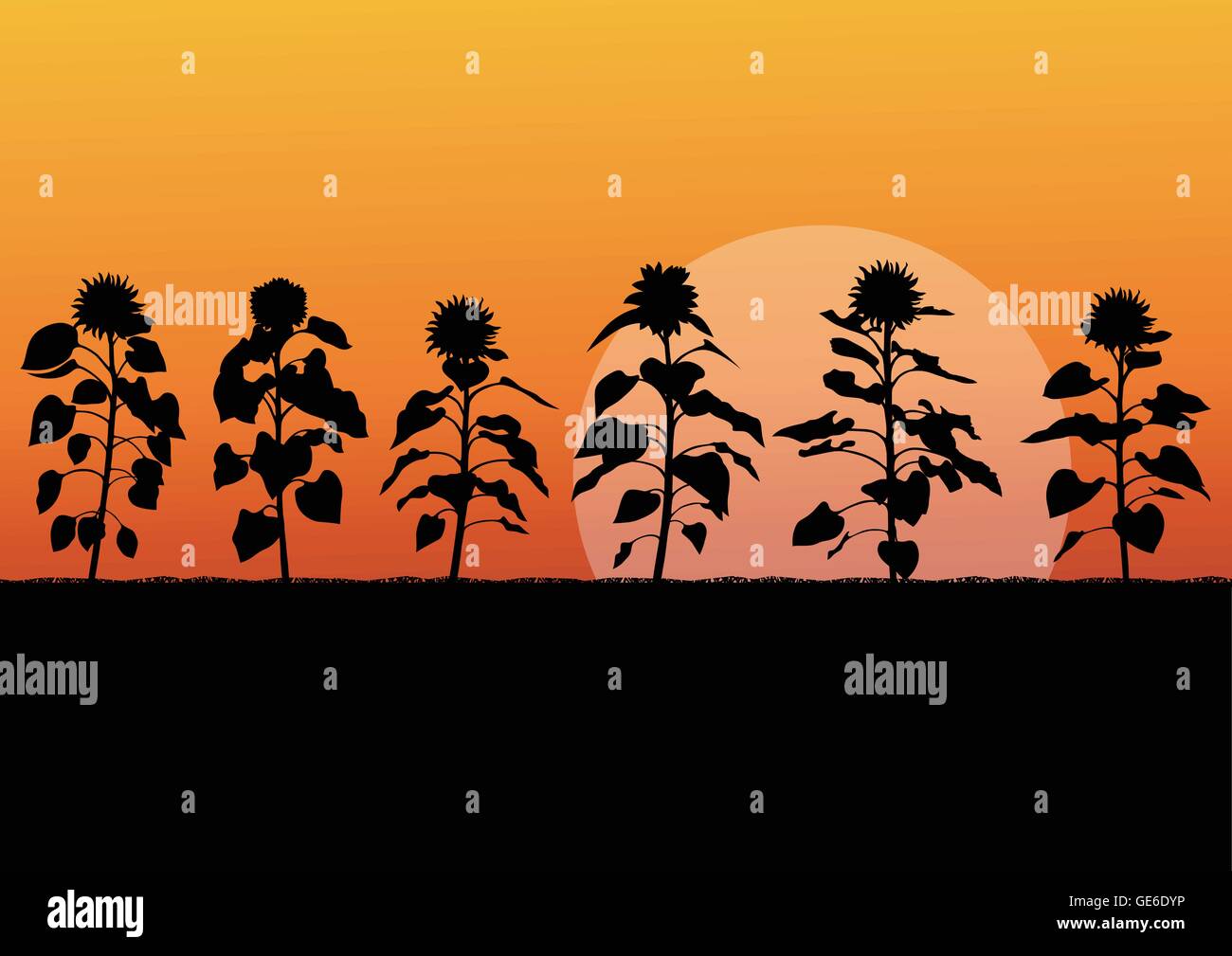 Sunflower field landscape vector background concept for poster Stock ...