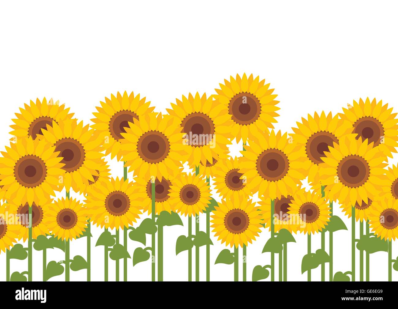 Yellow sunflowers vector background Stock Vector Image & Art - Alamy