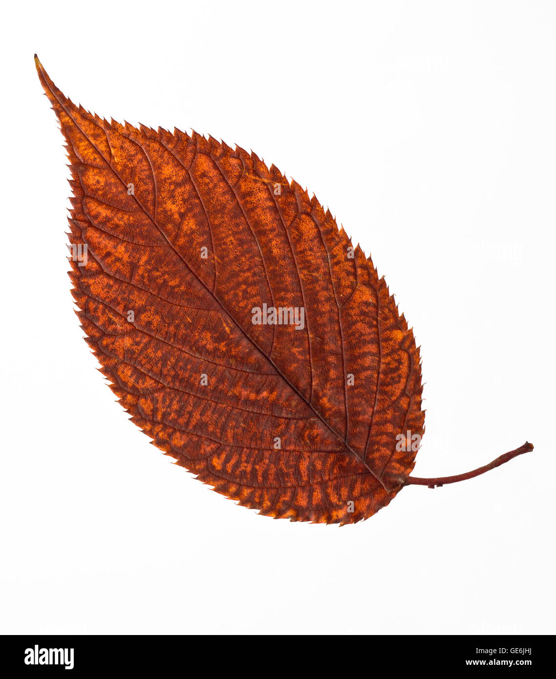 single brown dry leaf, pressed, showing texture and veins on white ...