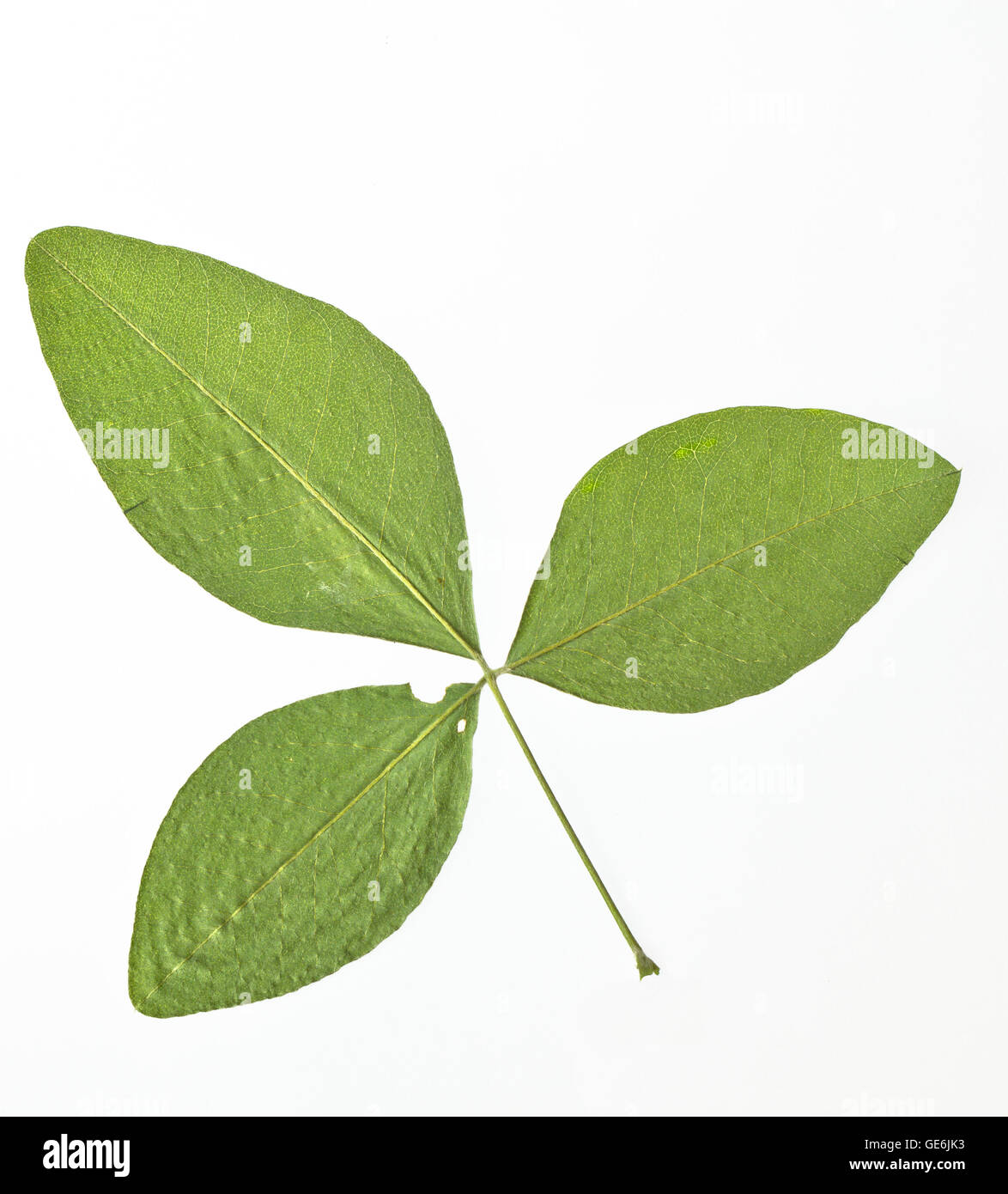 branch with 3 leaves, reverse side, one of the leaves is damaged and ...