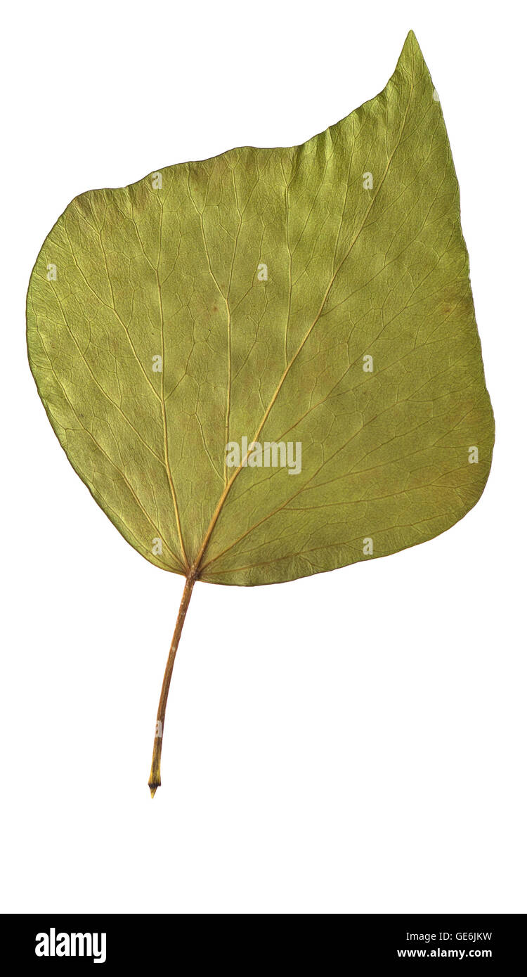 Back hoja hojas leaf reverse hi-res stock photography and images - Alamy