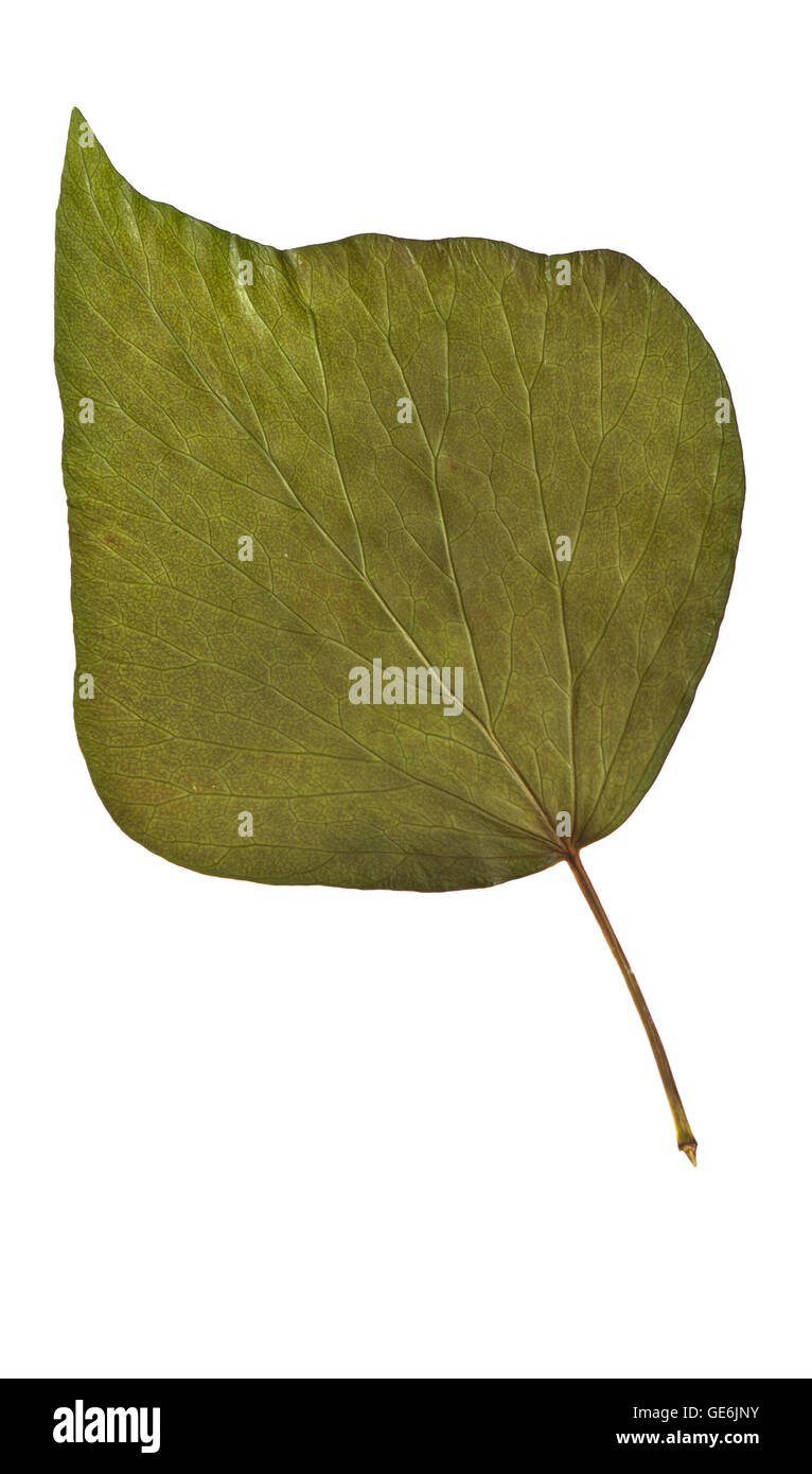 Dried leaf pressed Cut Out Stock Images & Pictures - Alamy