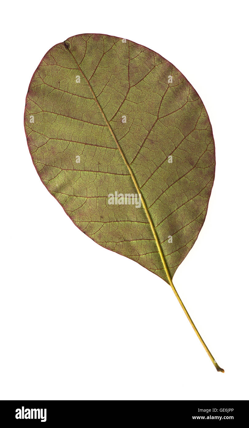 reverse side of dried pressed leaf Stock Photo - Alamy
