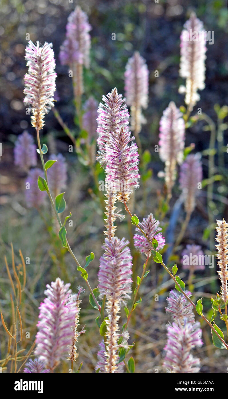 Purple Ptilotus nobilis (regal foxtail) in Boodjamulla (Lawn Hill ...
