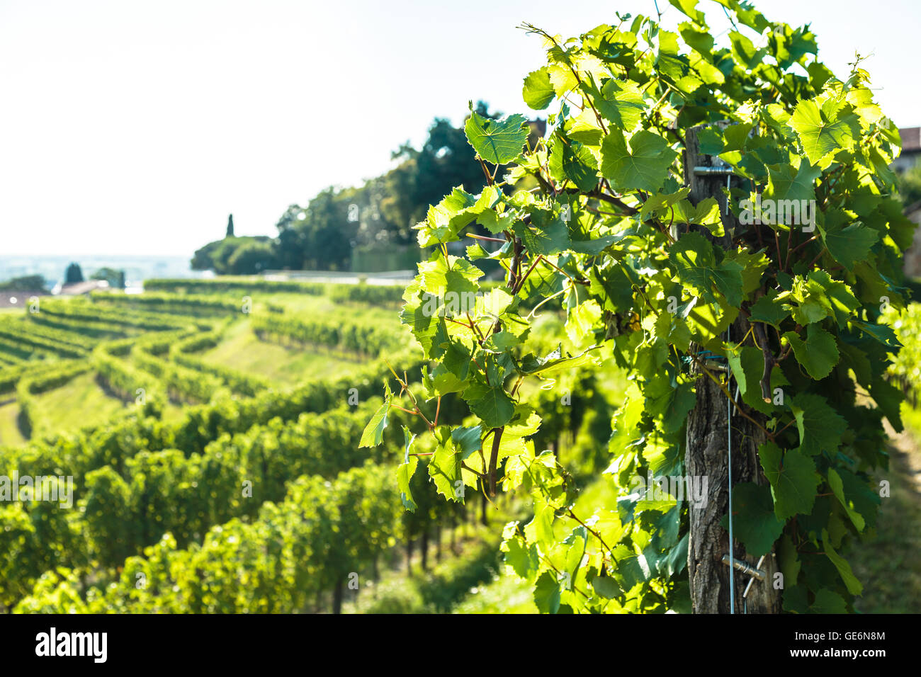 grapevine cultivation in the italian countryside in a stormy summer day ...