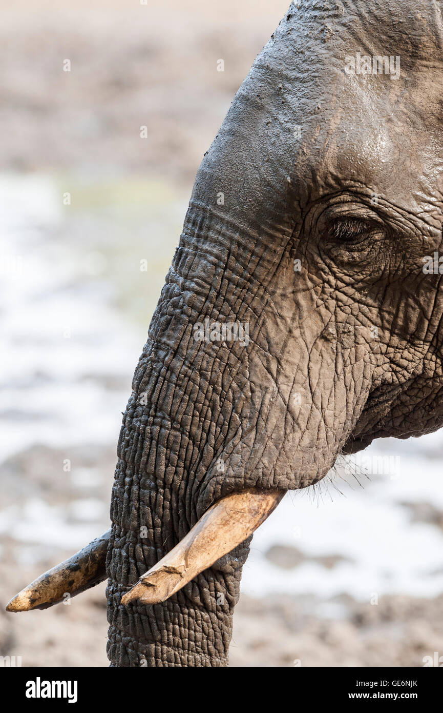 African elephant trunk end hi-res stock photography and images - Alamy