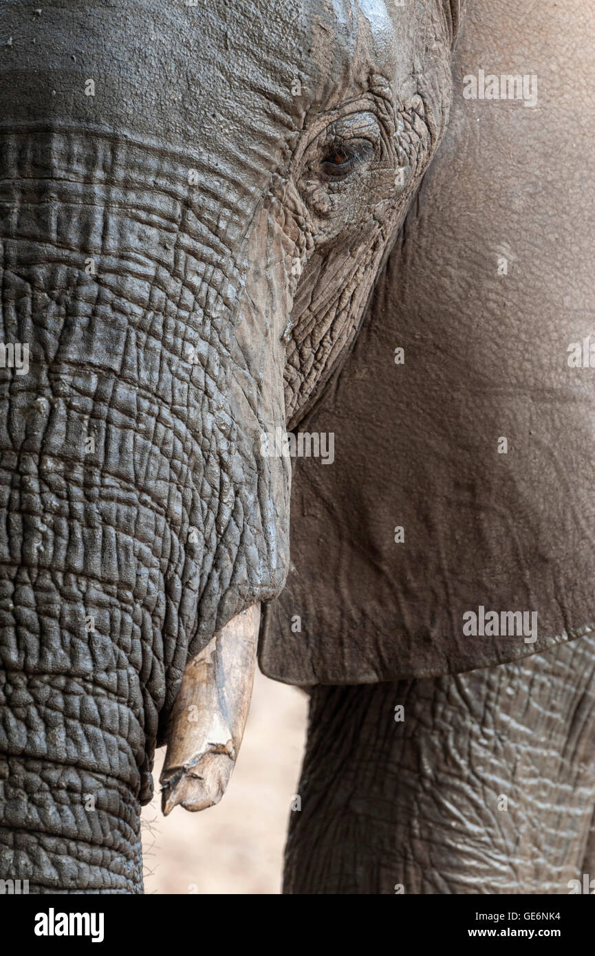 African elephant trunk end hi-res stock photography and images - Alamy