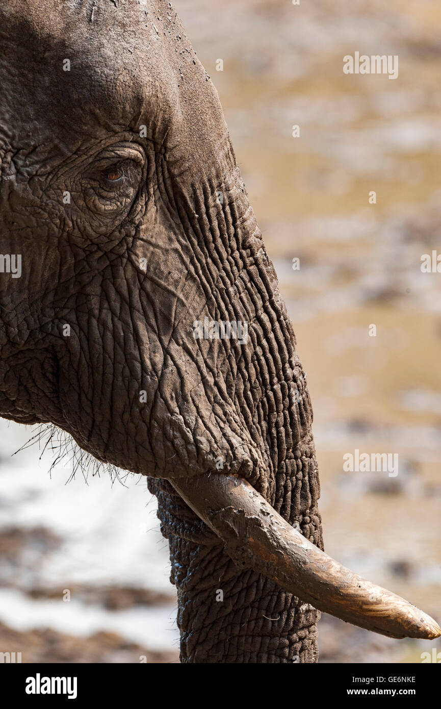 African elephant trunk end hi-res stock photography and images - Alamy