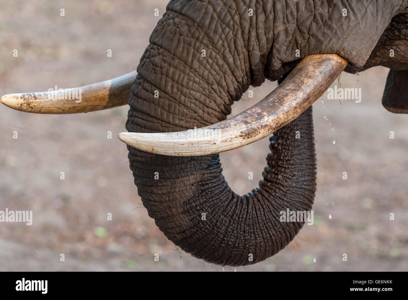 African elephant trunk end hi-res stock photography and images - Alamy