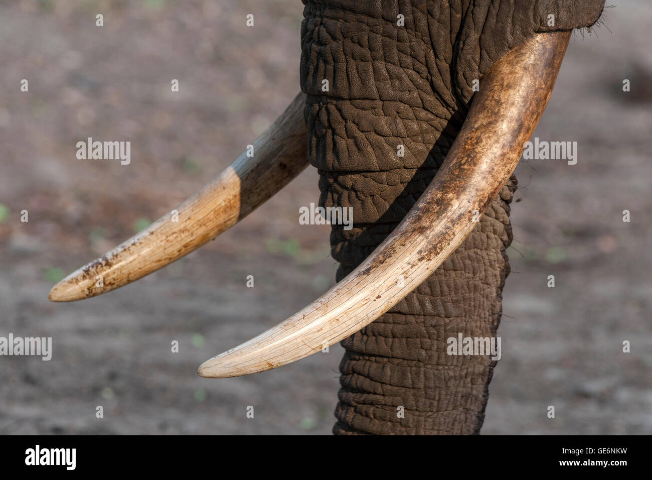 African elephant trunk end hi-res stock photography and images - Alamy