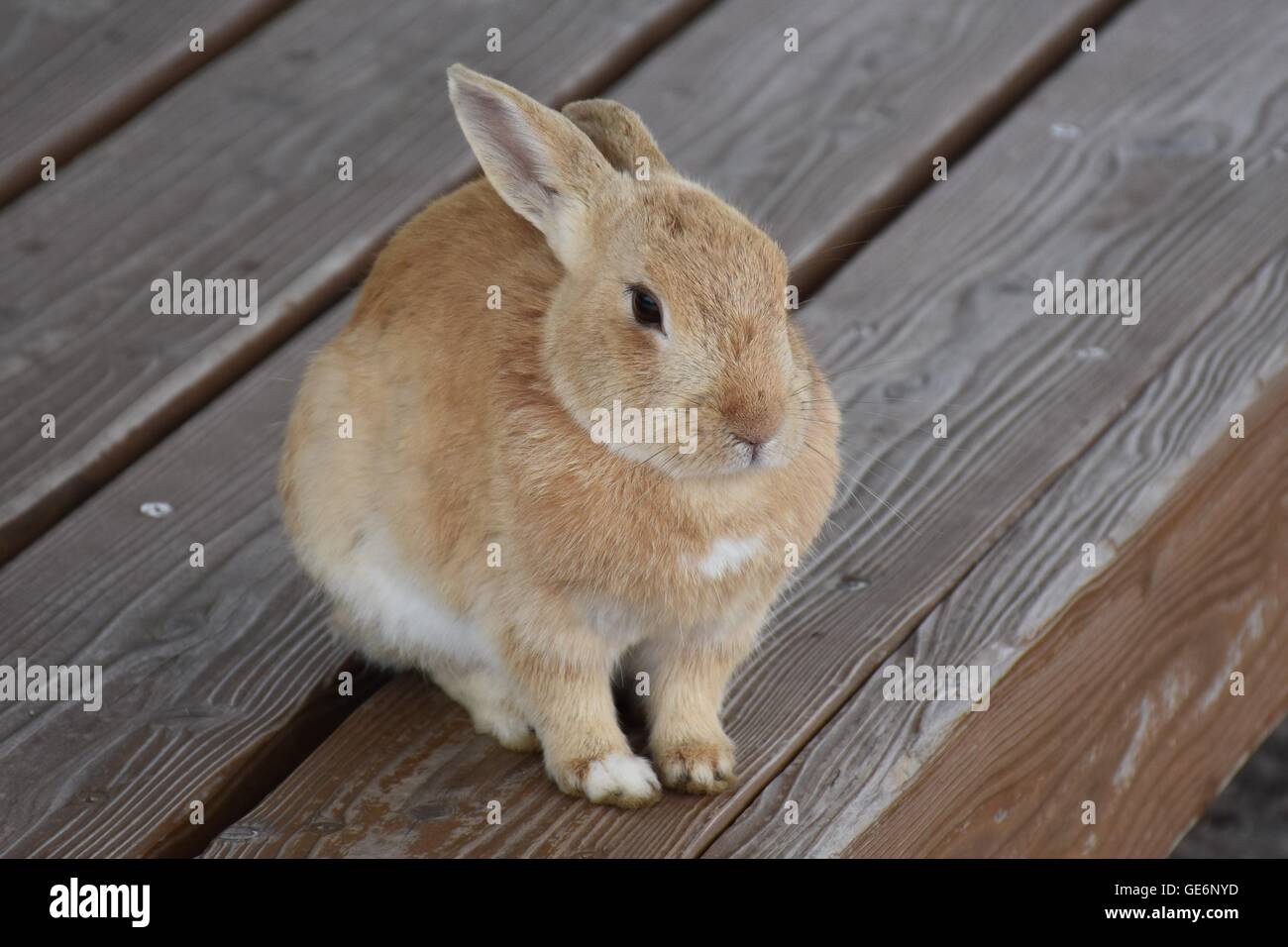 Orange bunny hi-res stock photography and images - Alamy