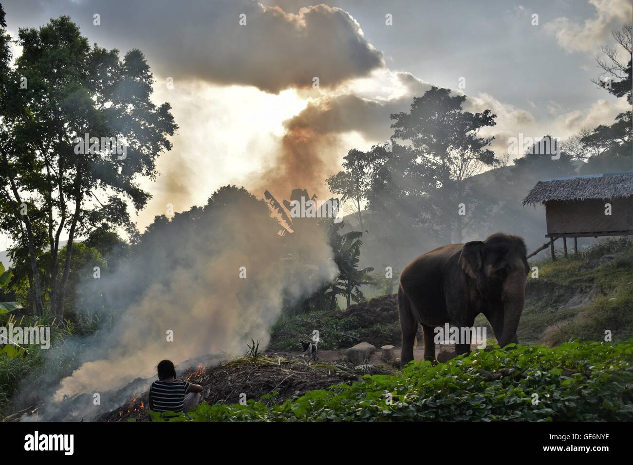 Scene with an elephant Stock Photo - Alamy