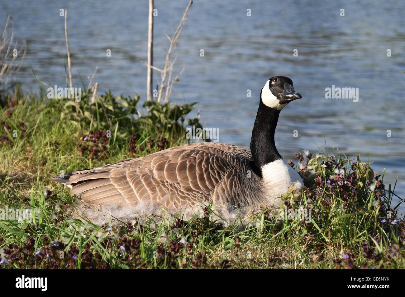 Animal thinking hi-res stock photography and images - Alamy