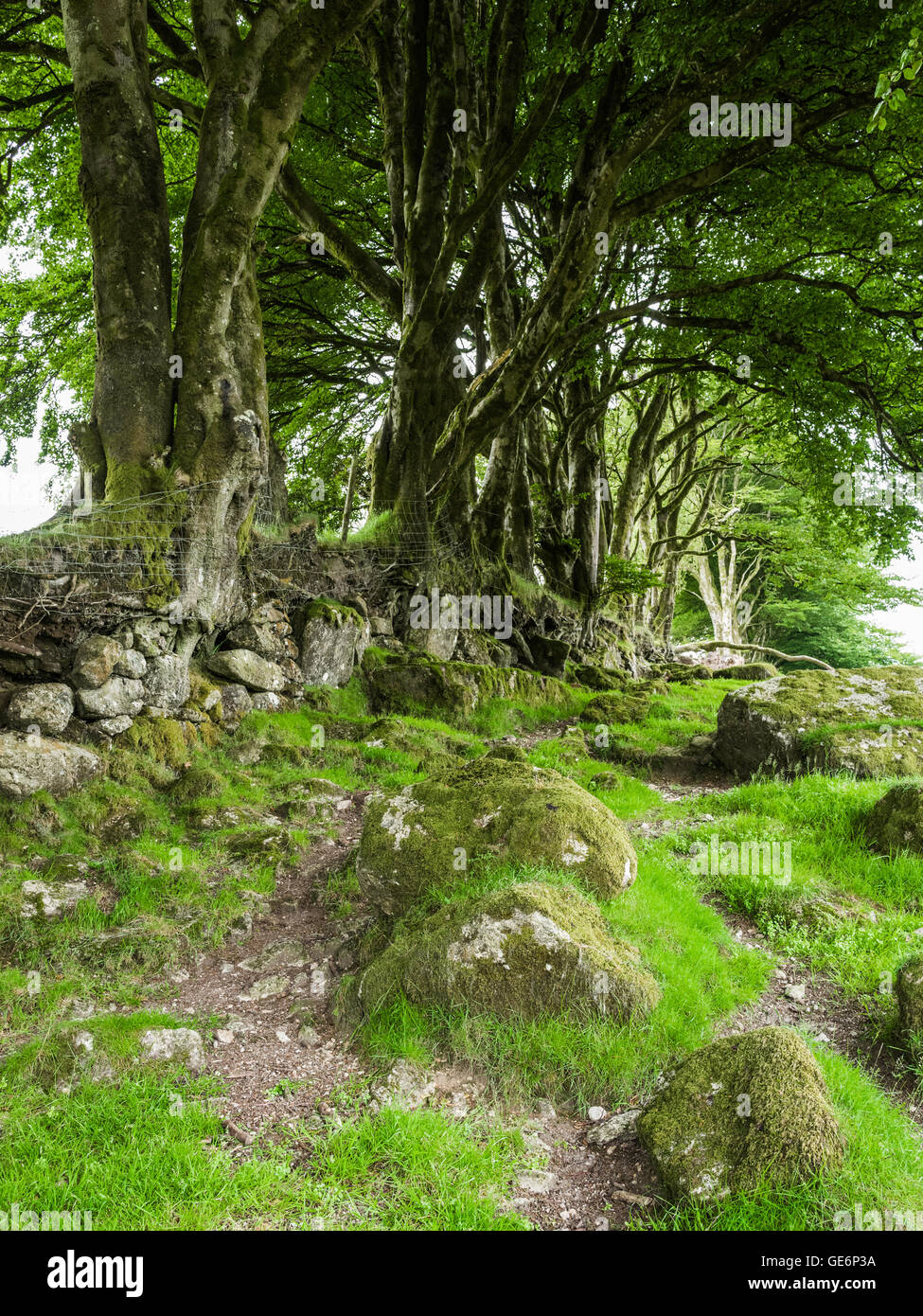 Beech Hedge Trees High Resolution Stock Photography and Images - Alamy