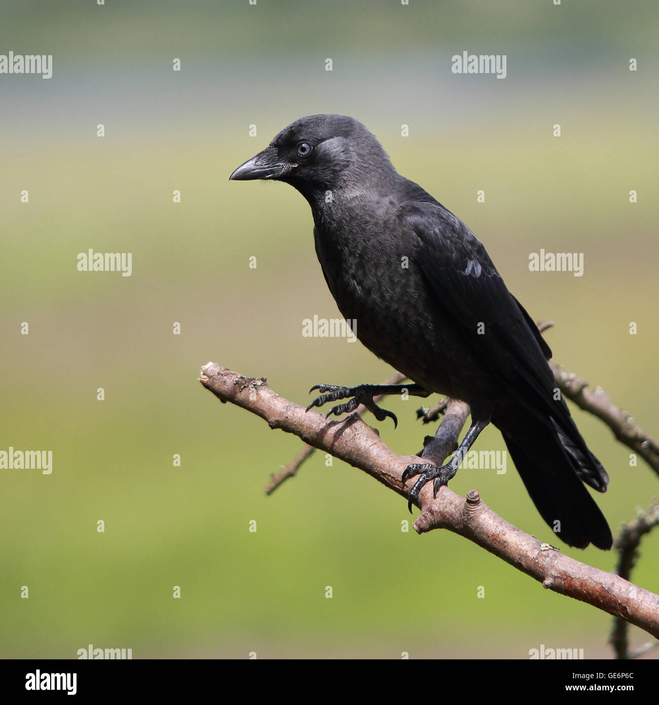 Juvenile Jackdaw Stock Photos & Juvenile Jackdaw Stock Images - Alamy