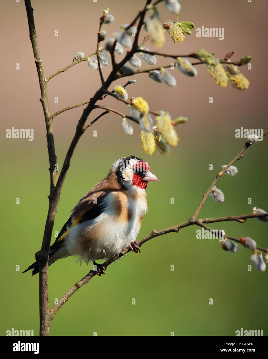European Goldfinch, also known simply as Goldfinch, perched on a branch ...