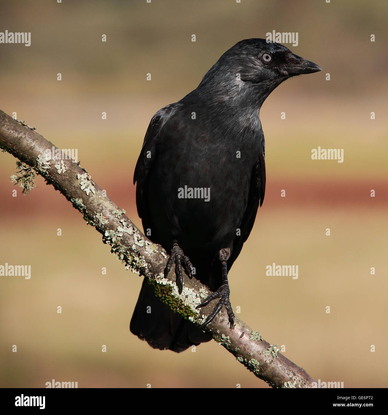 Jackdaw photographs hi-res stock photography and images - Alamy