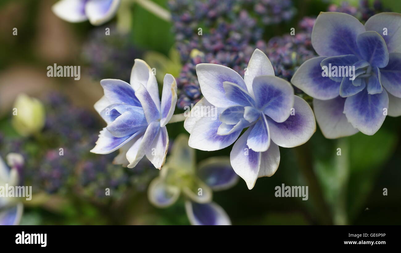 Hydrangea sprout hi-res stock photography and images - Alamy