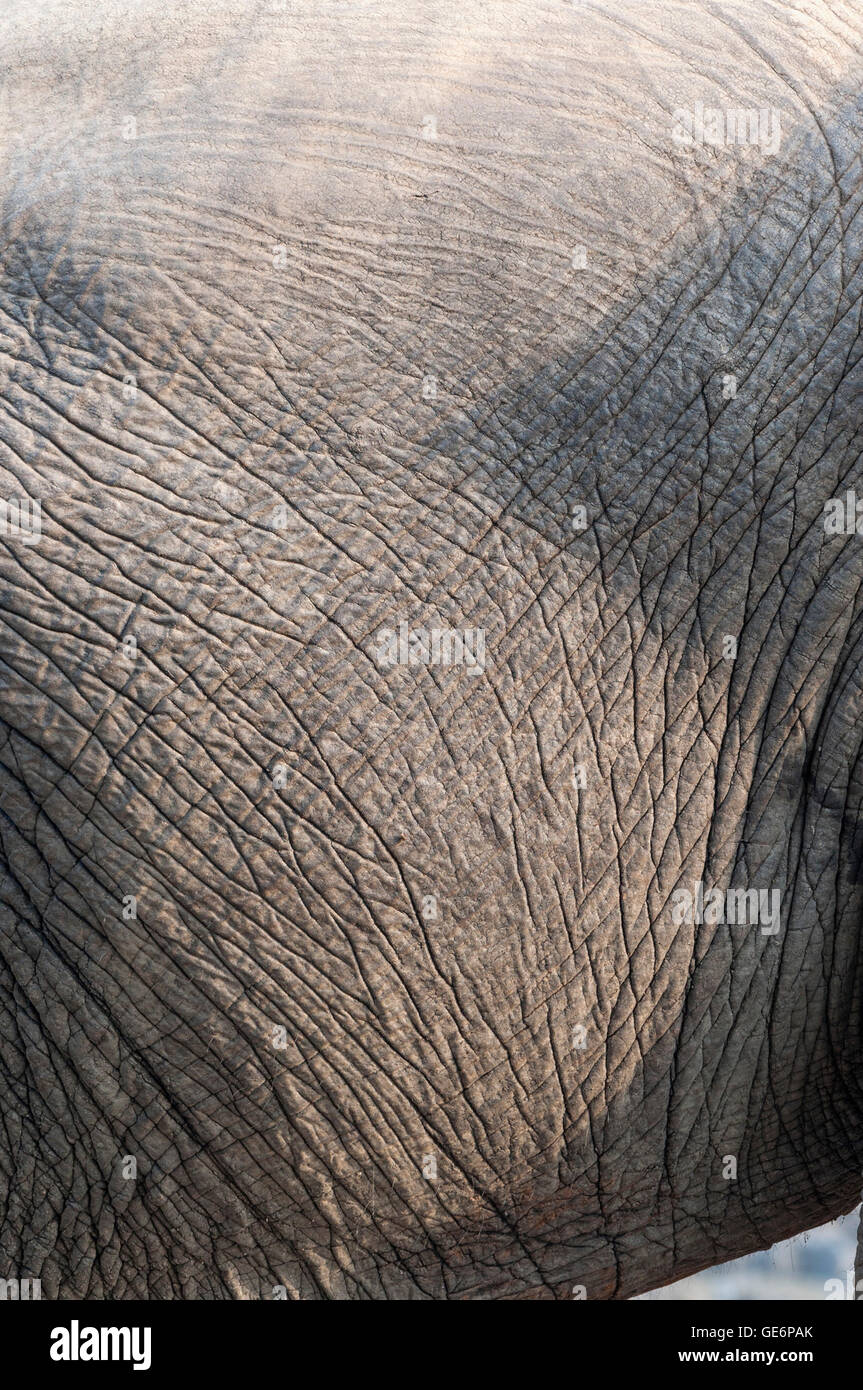 Belly creases hi-res stock photography and images - Alamy