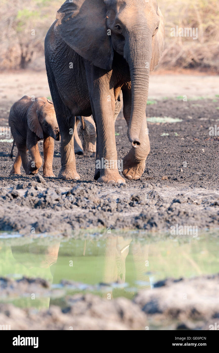 Baby elephant spraying water hi-res stock photography and images - Alamy