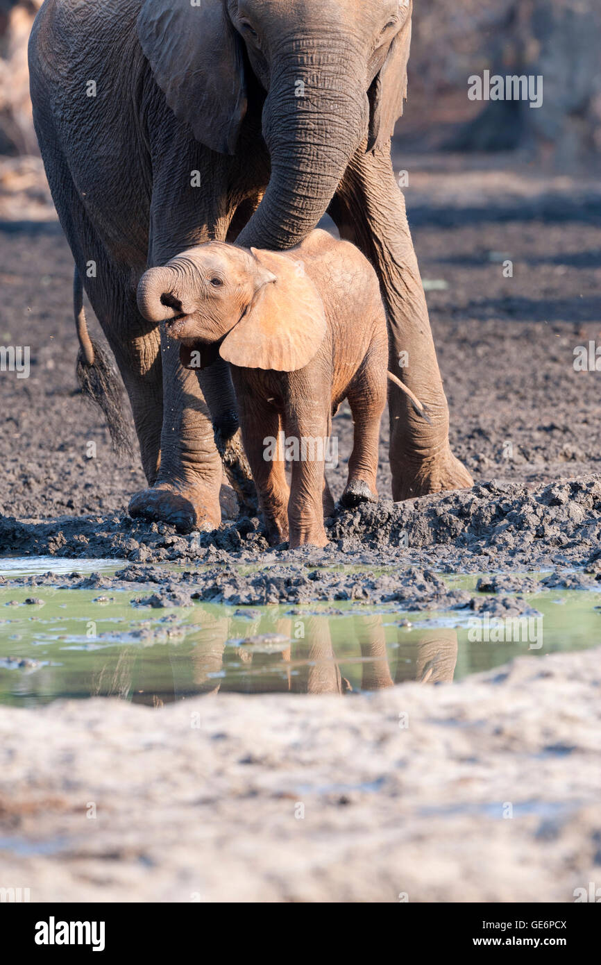 Baby elephant spraying water hi-res stock photography and images - Alamy