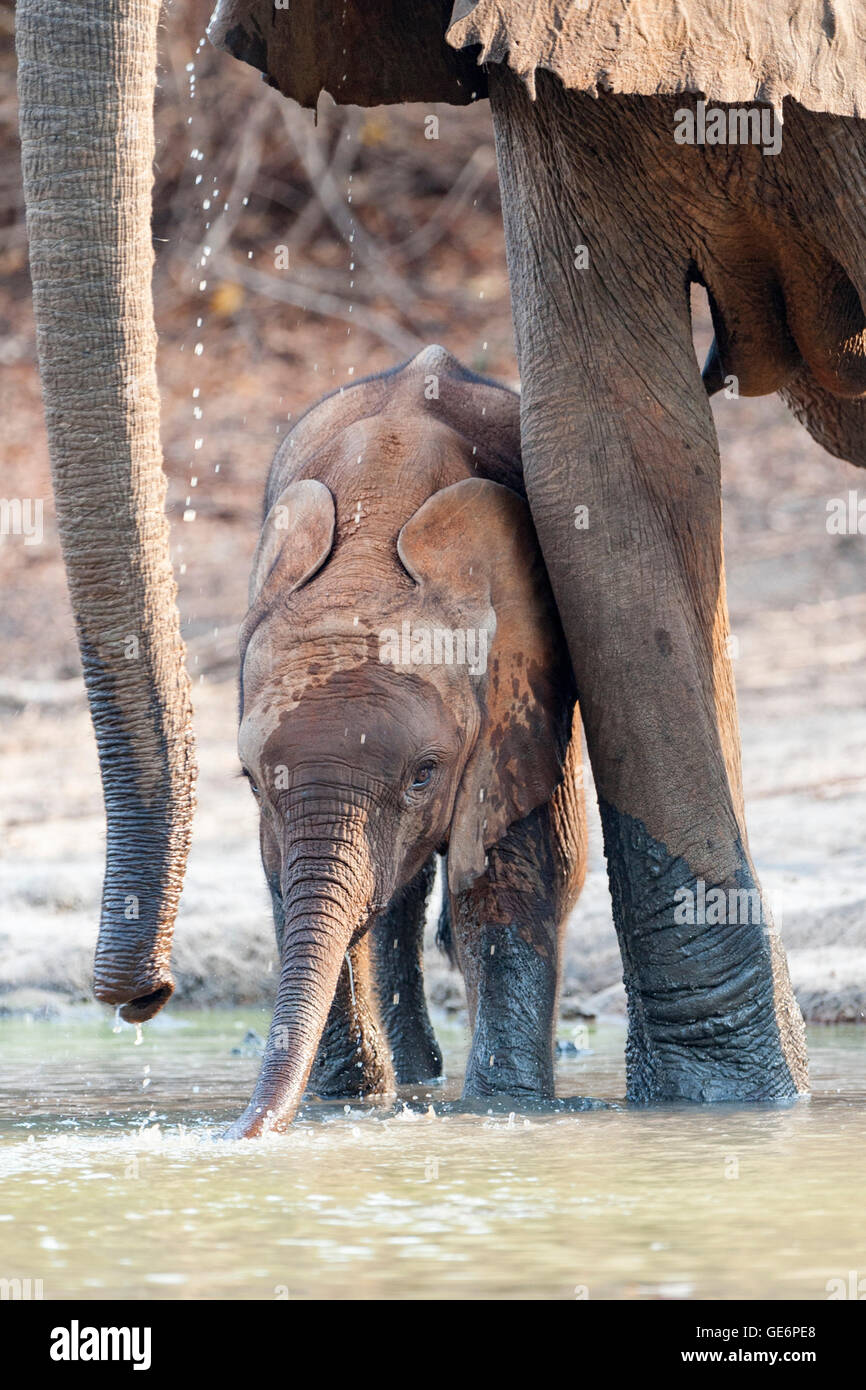 Baby elephant spraying water hi-res stock photography and images - Alamy