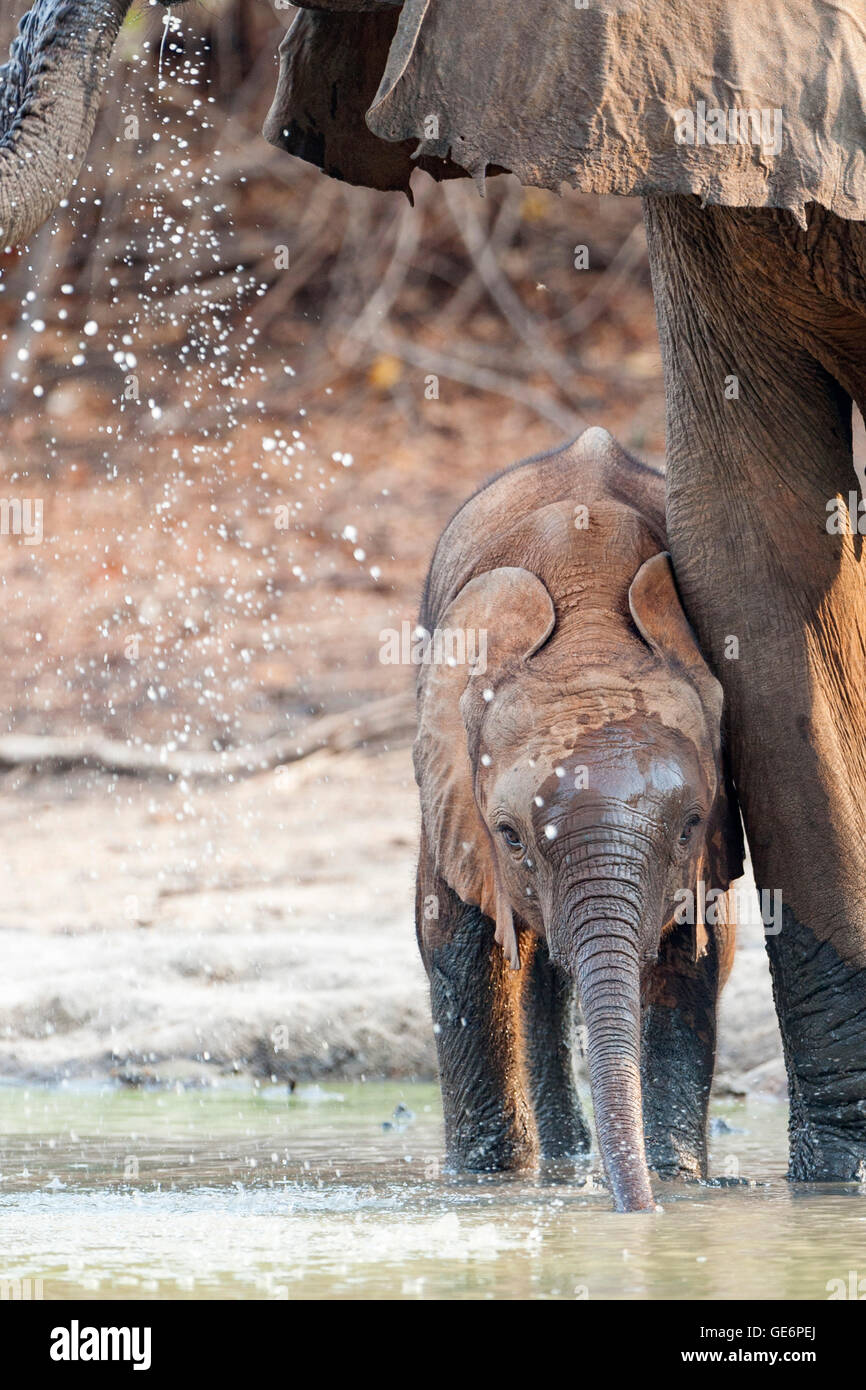 Baby elephant spraying water hi-res stock photography and images - Alamy