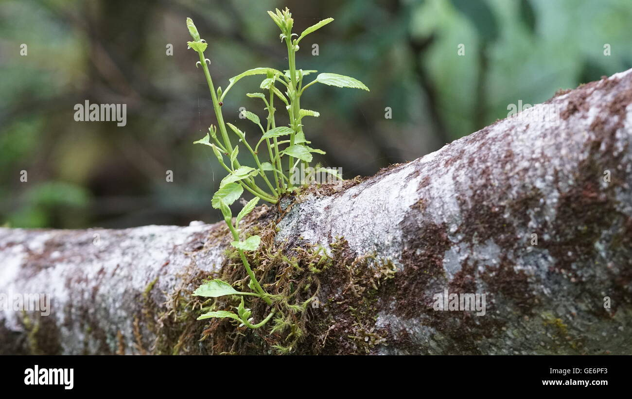 Lichen in the forest hi-res stock photography and images - Alamy