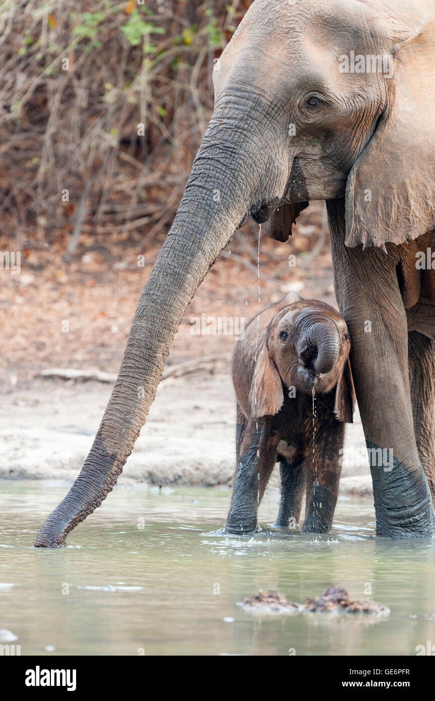 Baby elephant water hi-res stock photography and images - Alamy