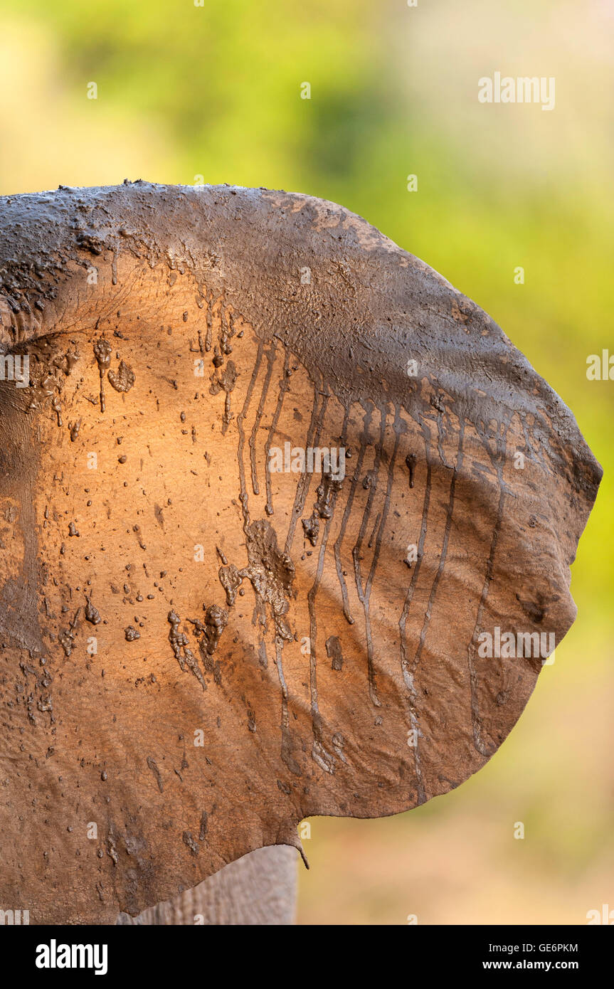 Mud streaks hi-res stock photography and images - Alamy