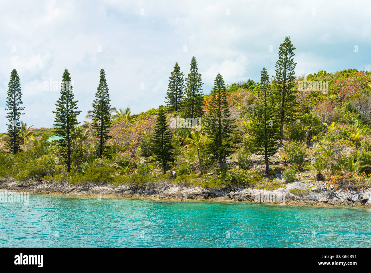 Coastal landscape and vegetation on a small island near Hamilton ...
