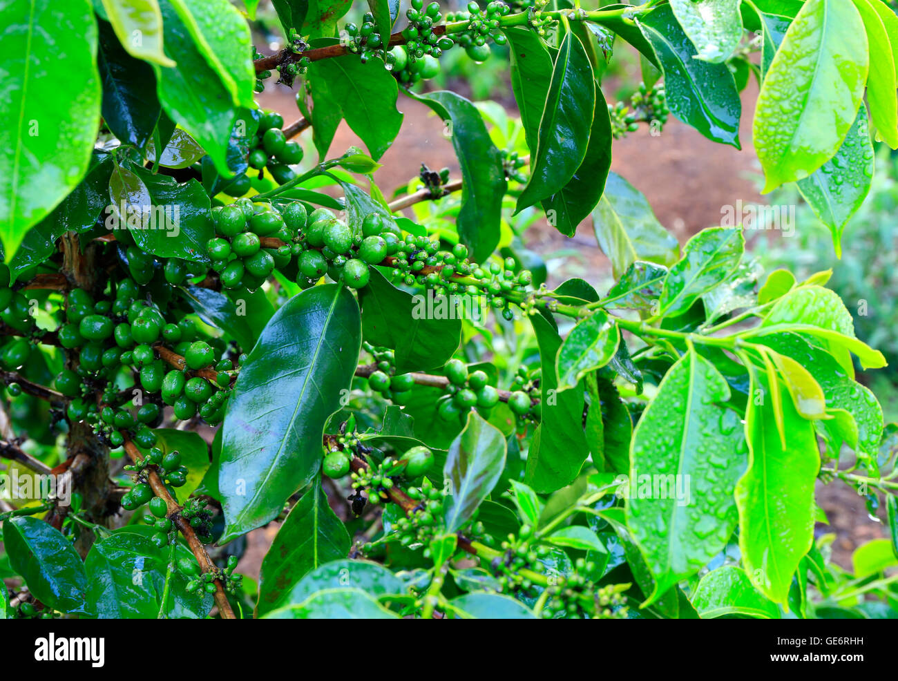 Coffee tree with coffee bean on cafe plantation Stock Photo - Alamy