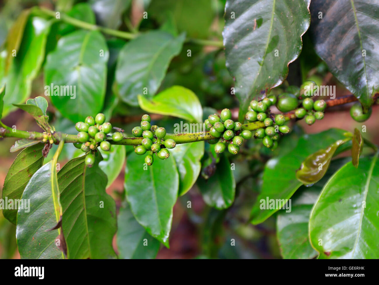 Coffee tree with coffee bean on cafe plantation Stock Photo - Alamy
