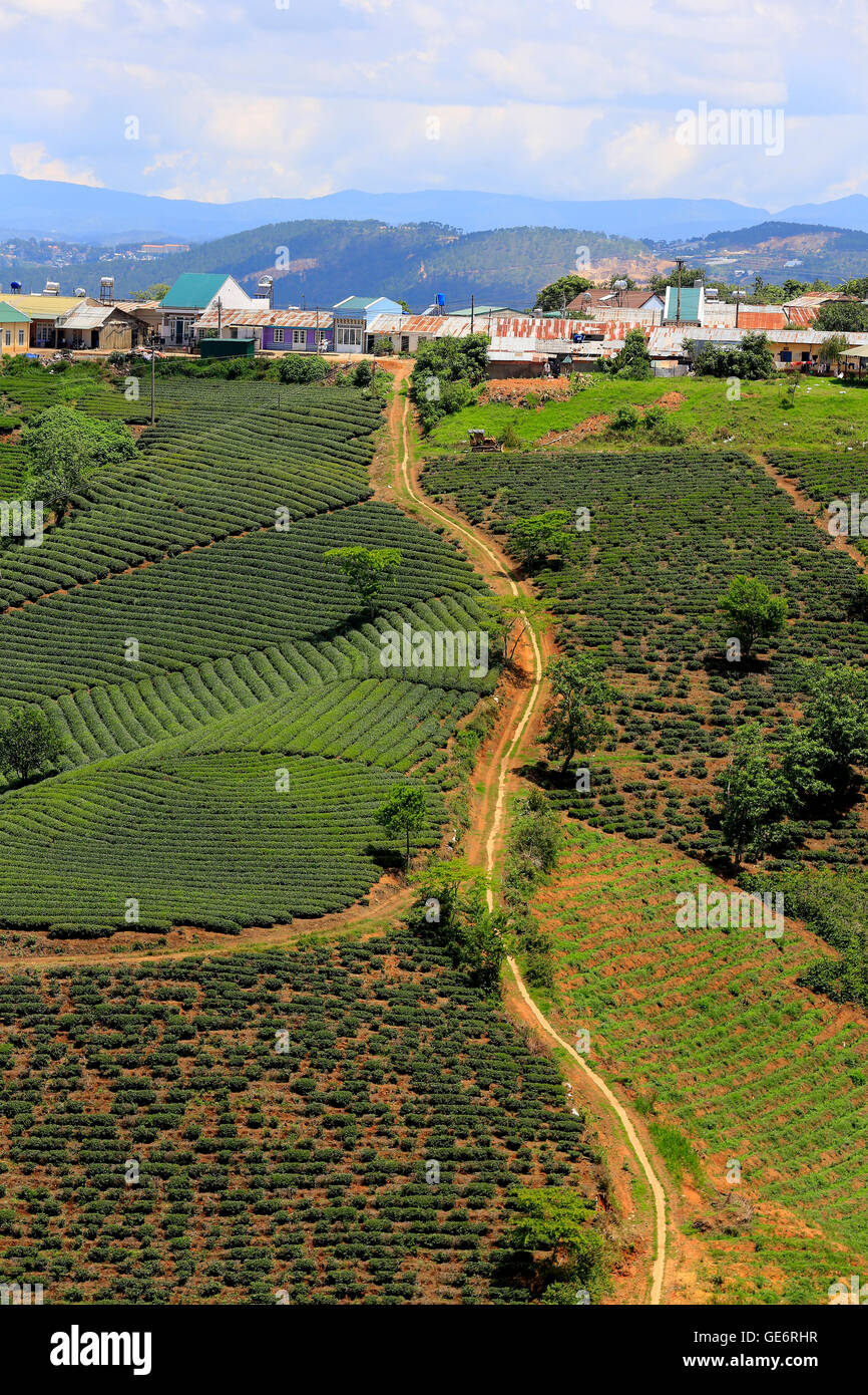 Cau Dat tea plantation, Da lat, Vietnam Stock Photo - Alamy