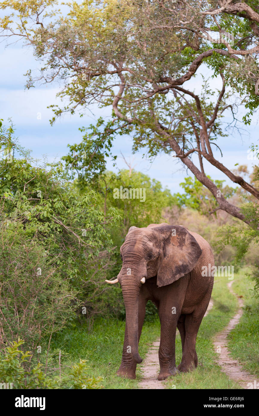 Hidden elephant hi-res stock photography and images - Alamy