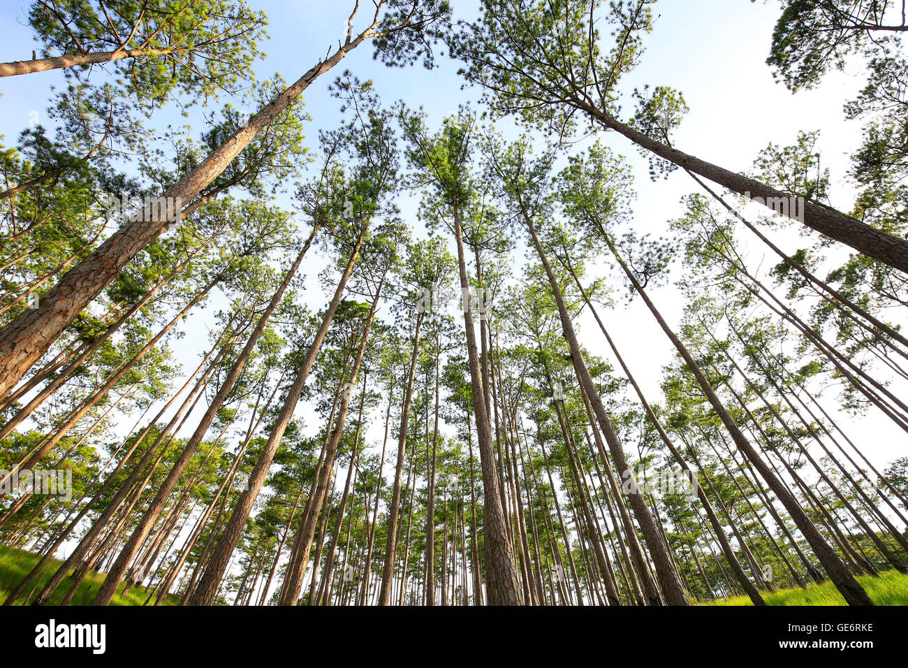 Nice top view park forest hi-res stock photography and images - Alamy