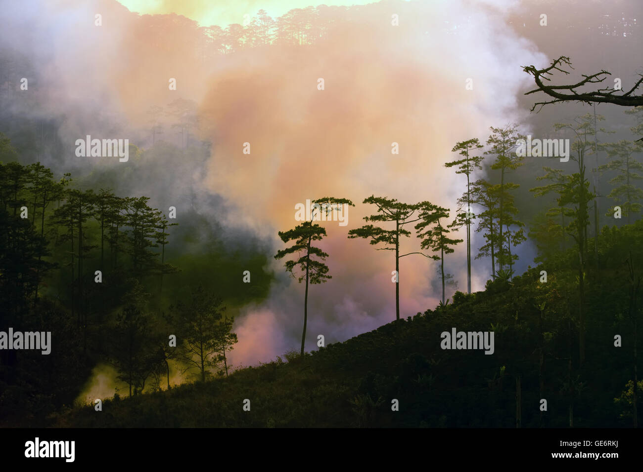 Tree blasting hi-res stock photography and images - Alamy