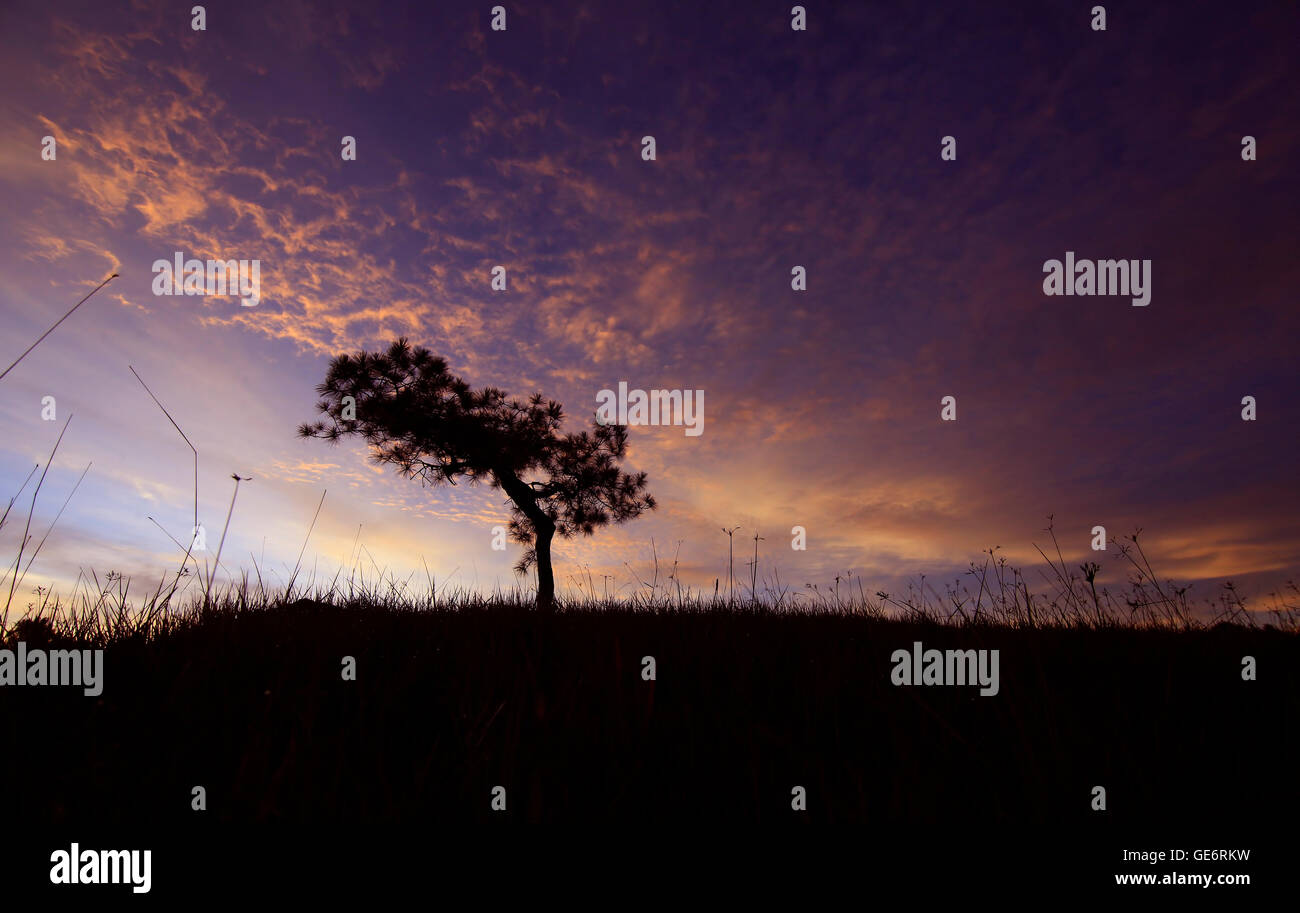 Alone tree sunset Stock Photo - Alamy